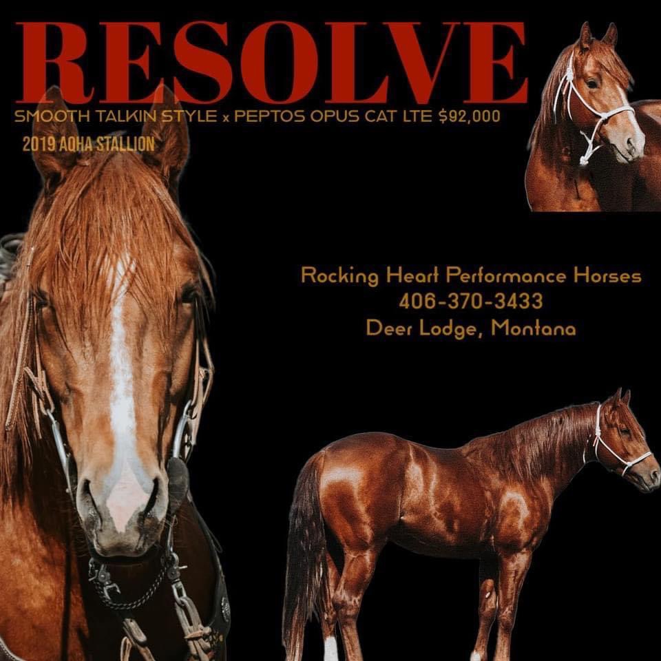 Stallions – Rocking Heart Performance Horses